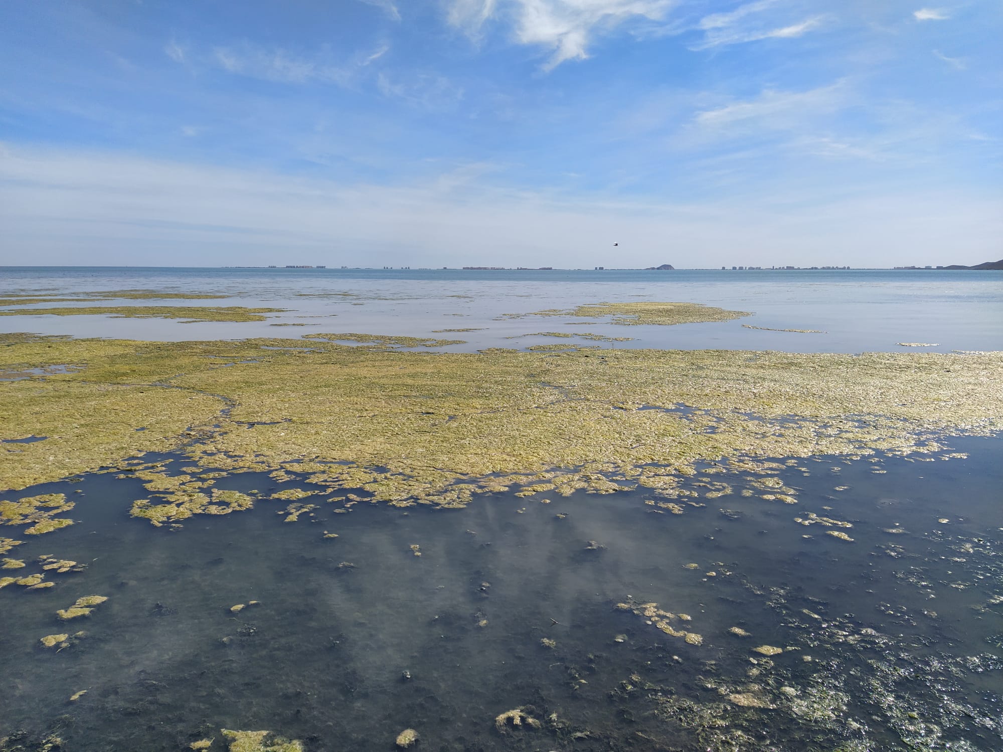 ¿Qué dice la ciencia sobre la contaminación del Mar Menor?